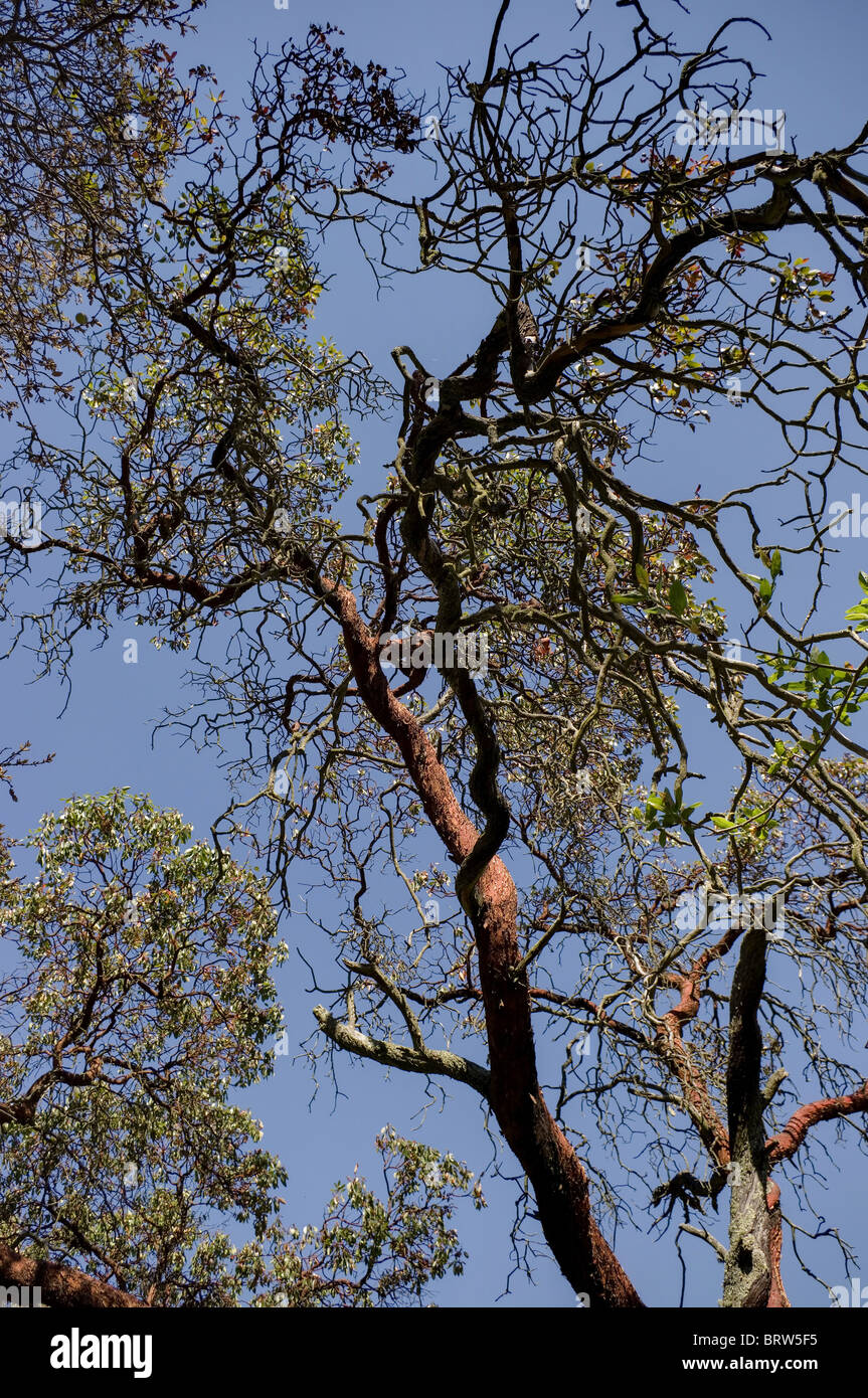 Madrone tree hi-res stock photography and images - Alamy