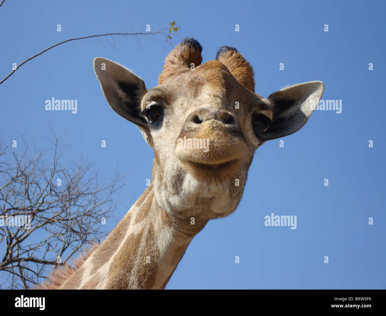 Giraffes head close up Stock Photo - Alamy