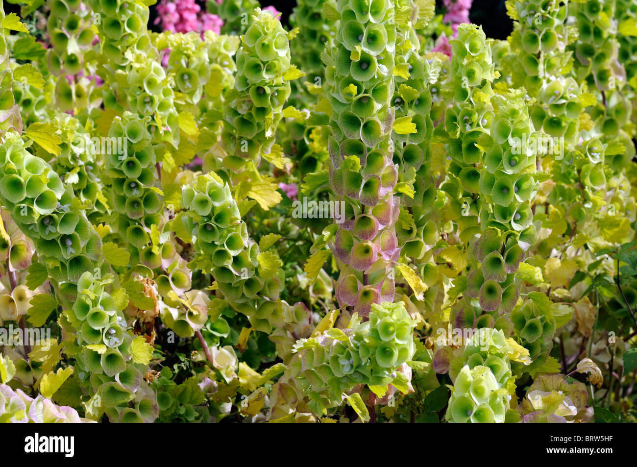 Moluccella laevis Bells-of-Ireland Bells of Ireland summer flowering ...