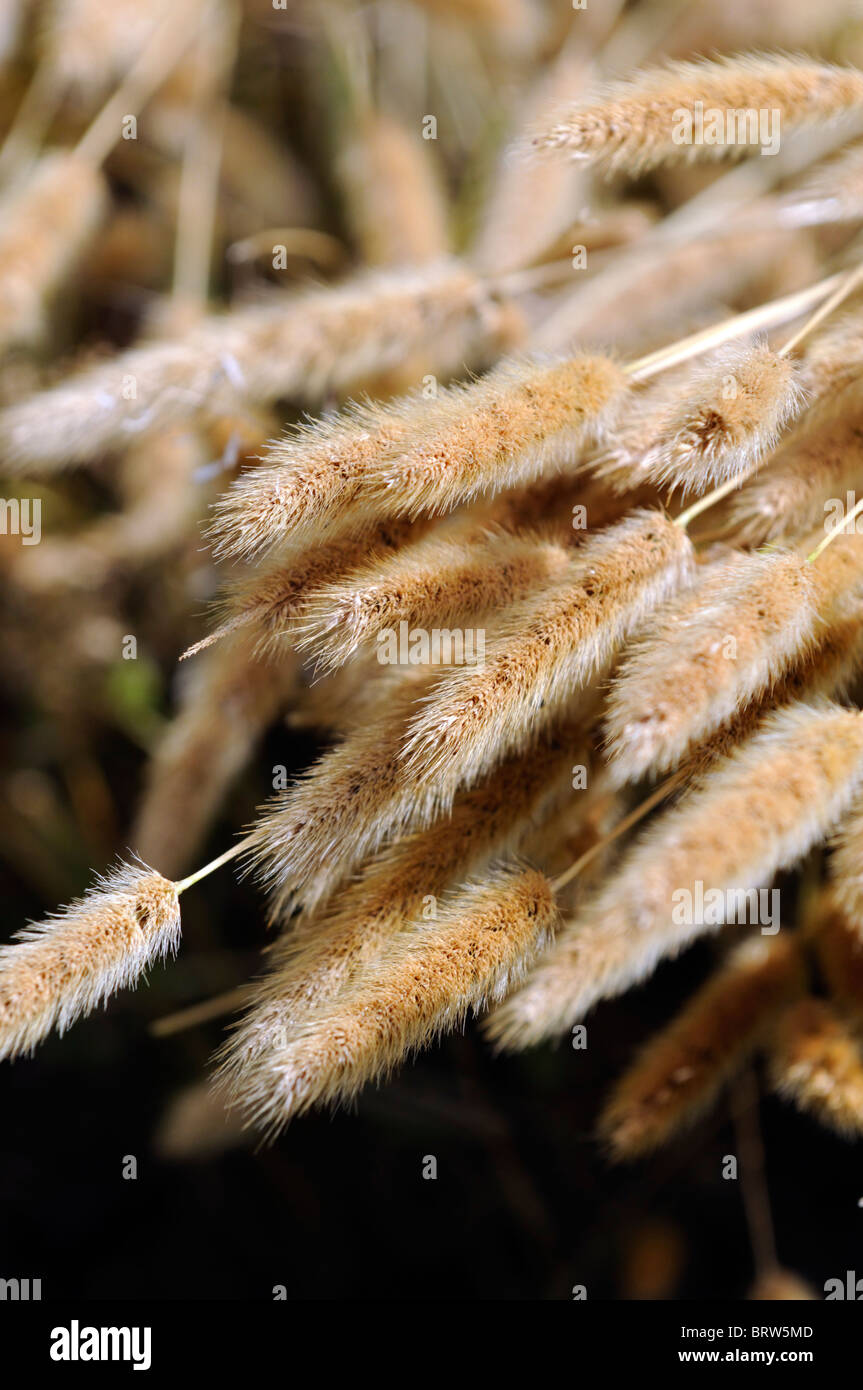 Polypogon monspeliensis hi-res stock photography and images - Alamy