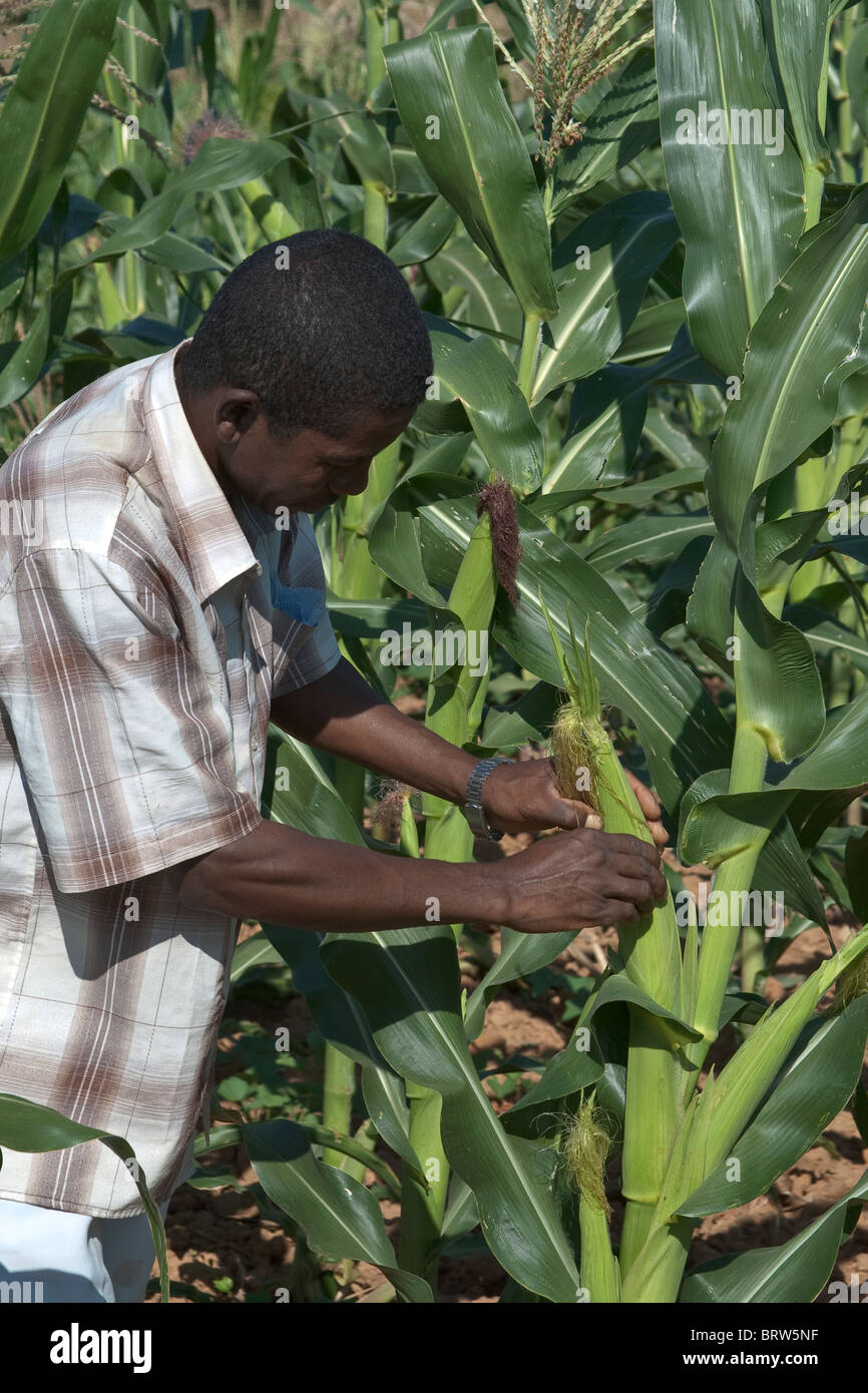 Maize crop africa hi-res stock photography and images - Alamy
