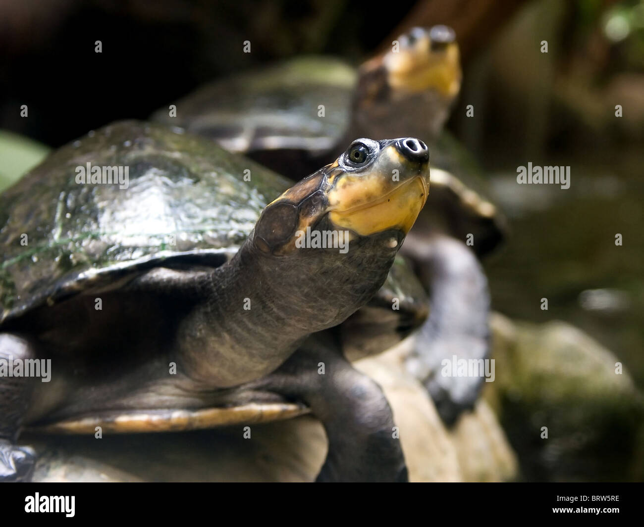 Tereka colombia hi-res stock photography and images - Alamy