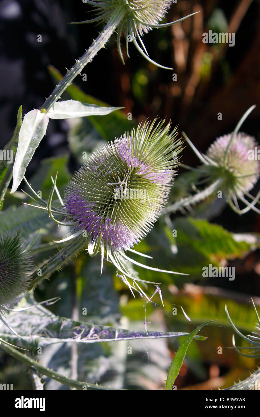 Teasel in bloom hi-res stock photography and images - Alamy