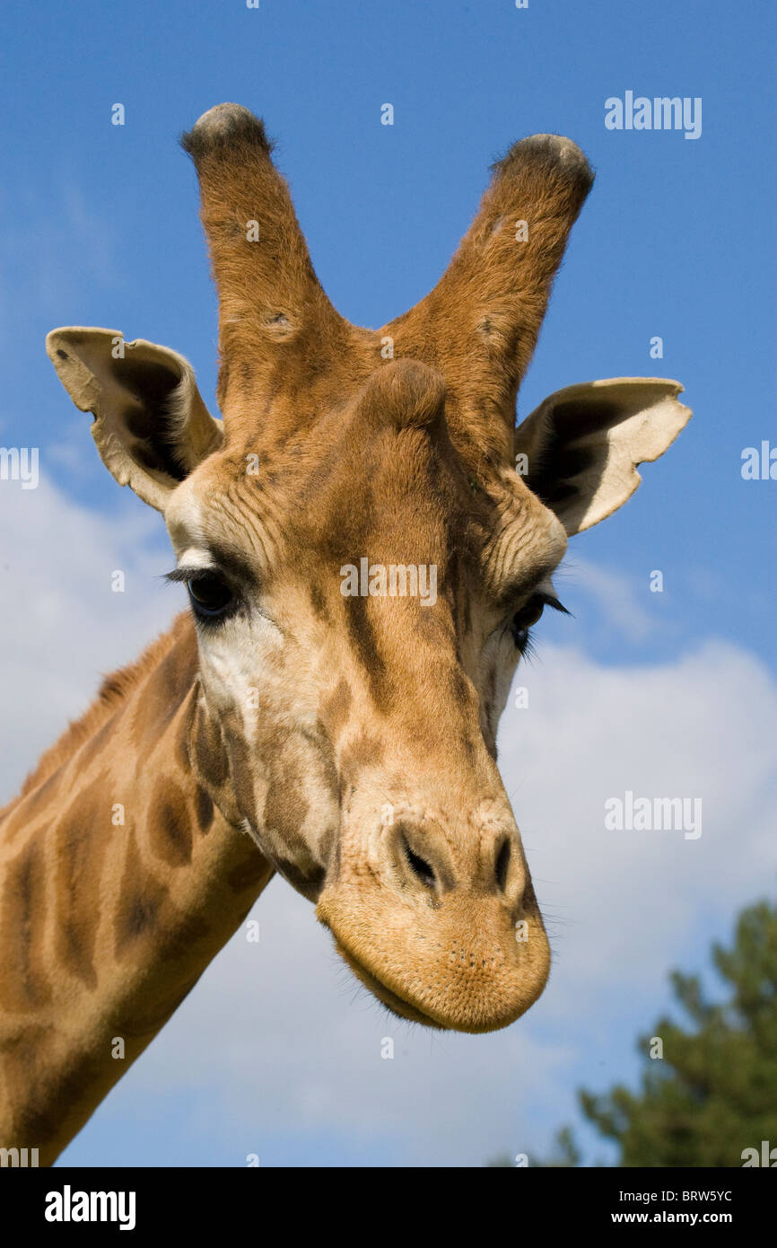 Giraffe Mammal Wildlife Herbivorous "Safari Animals" "Animal Head ...
