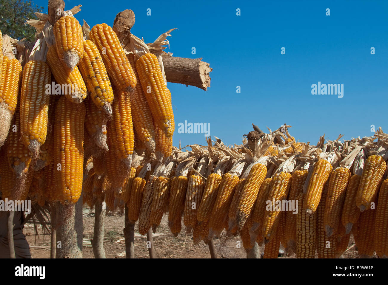 Corn storage africa hi-res stock photography and images - Alamy