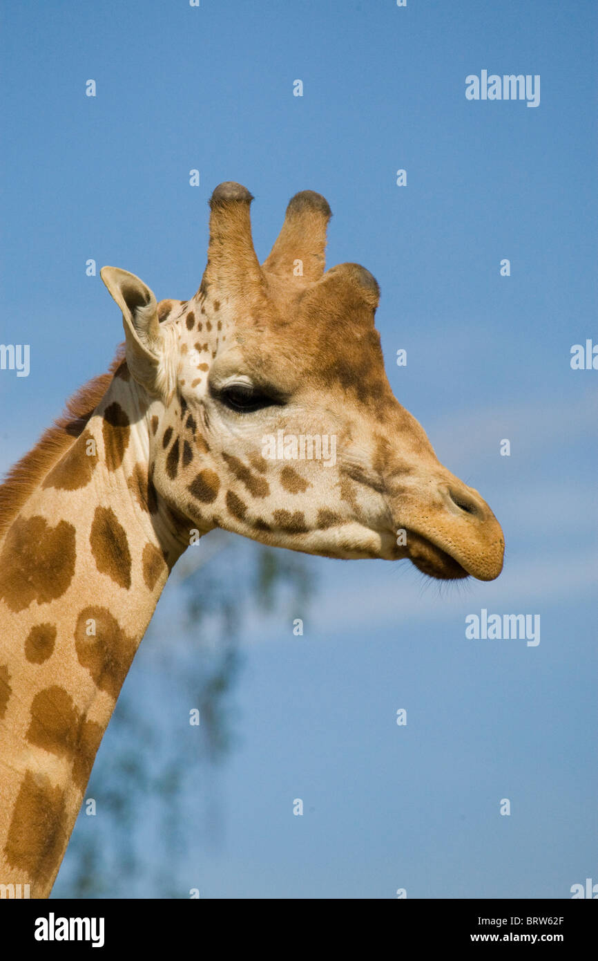 Giraffe Mammal Wildlife Herbivorous "Safari Animals" "Animal Head ...