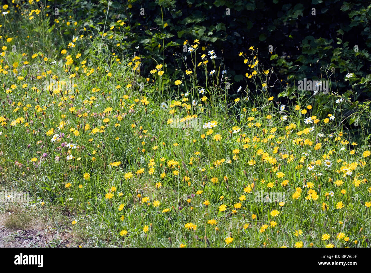 Meadow flowers including Rough Hawksbeard Ox-eye daisy and Millers Dale ...