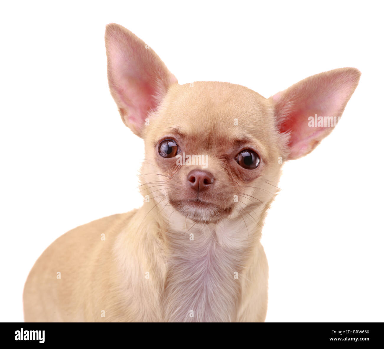 Chihuahua dog pet hi-res stock photography and images - Alamy