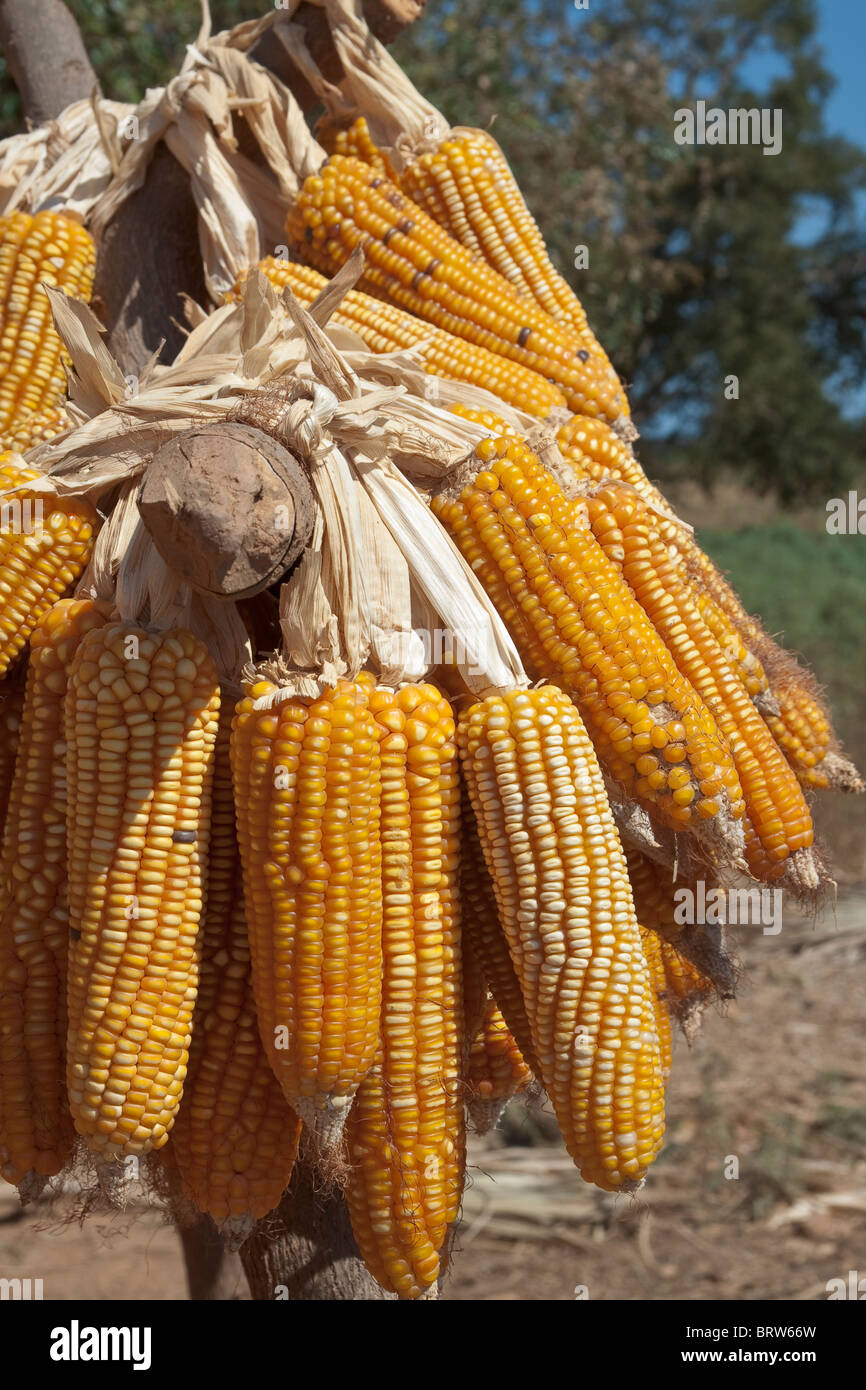 Corn storage africa hi-res stock photography and images - Alamy