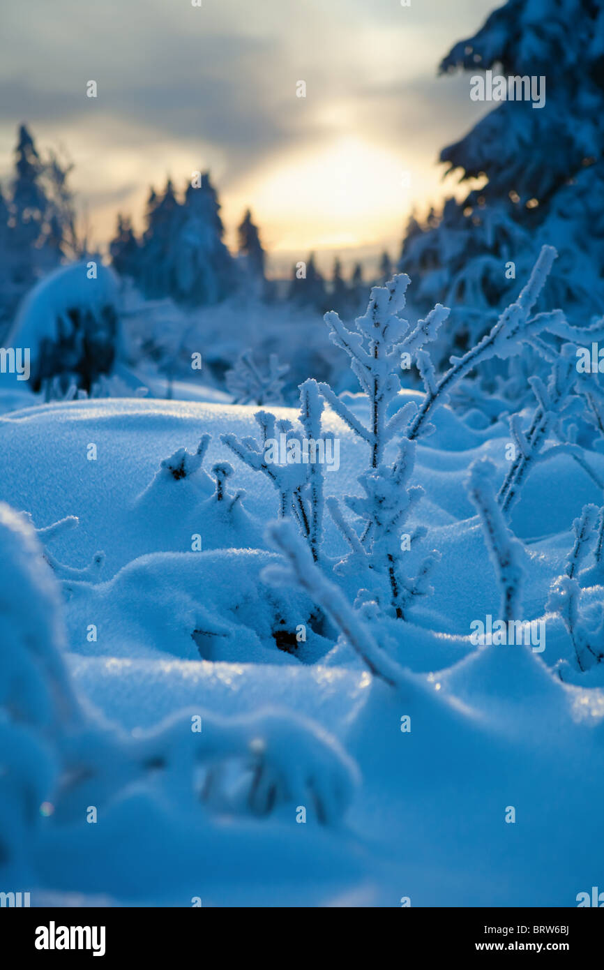 winter forest in Harz mountains, Germany Stock Photo - Alamy