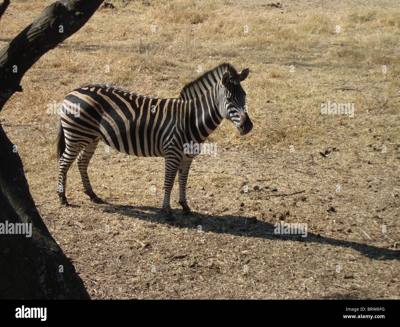 Zebra shadow hi-res stock photography and images - Alamy