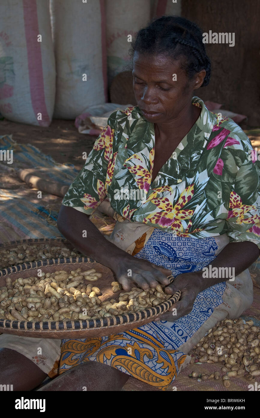 Woman sorting harvested peanuts, Madagascar Stock Photo - Alamy