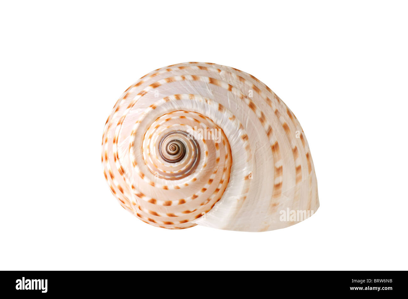 seashell on white background Stock Photo - Alamy