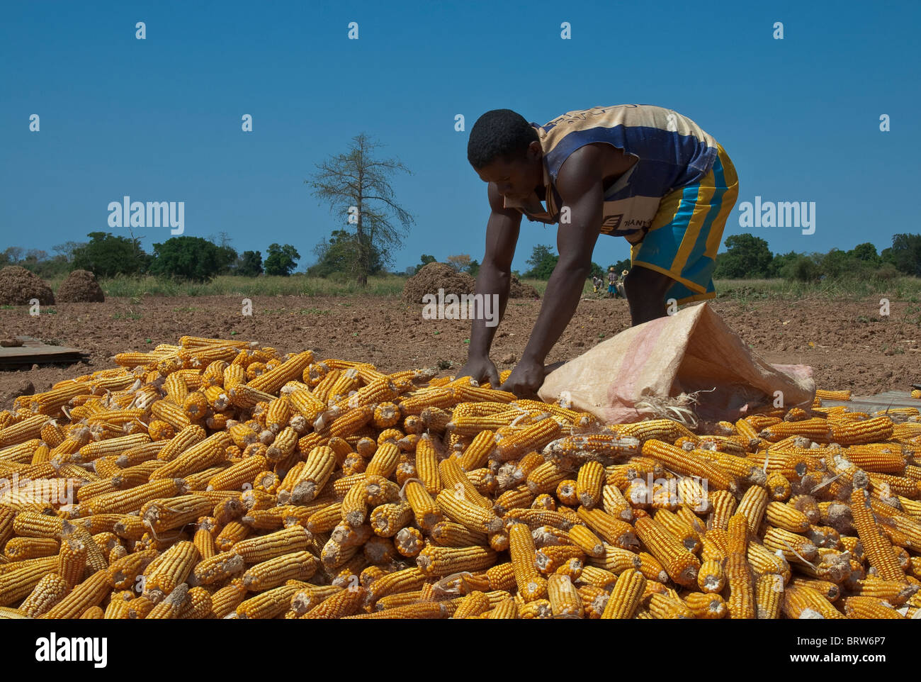 Corn picking africa hi-res stock photography and images - Alamy