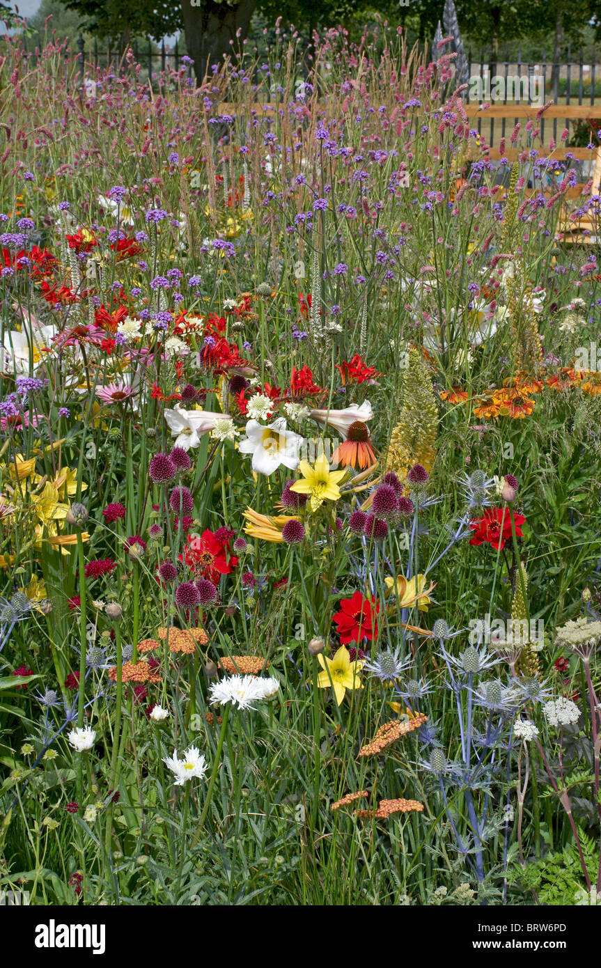 A colourful meadow of wild and cultivated flowers Stock Photo - Alamy