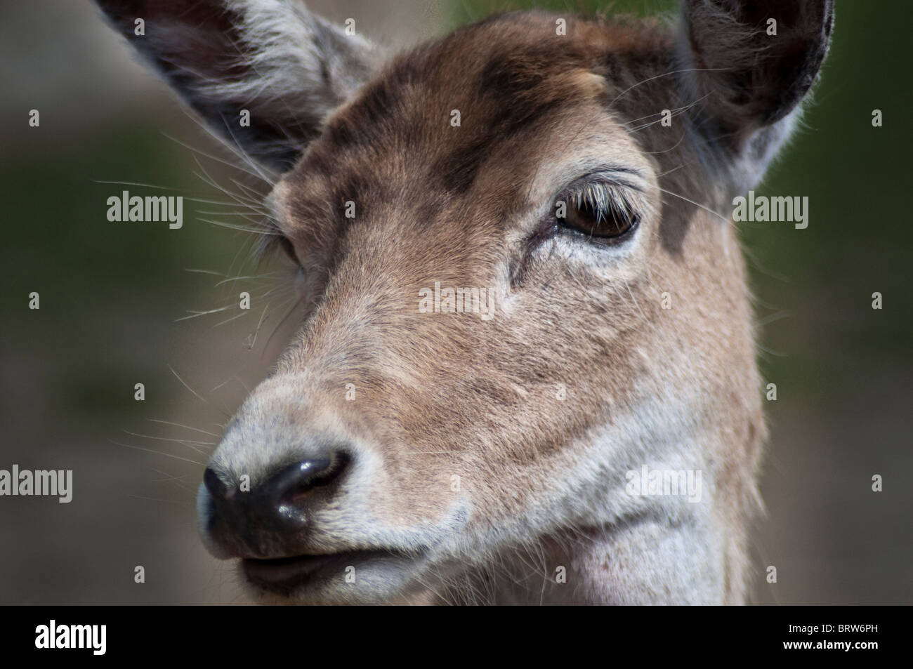 Longleat Deer High Resolution Stock Photography and Images - Alamy