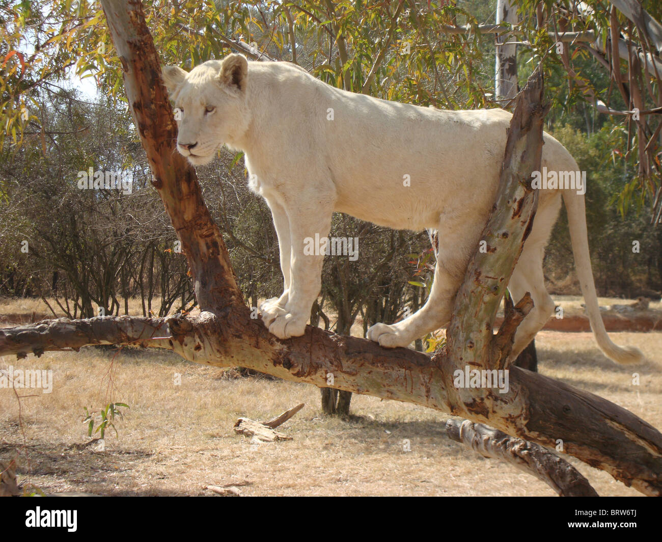 white Lion up a tree Stock Photo - Alamy