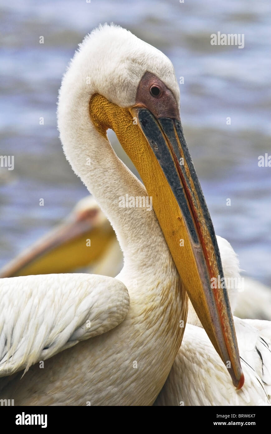 Portrait of a White Pelican Stock Photo - Alamy