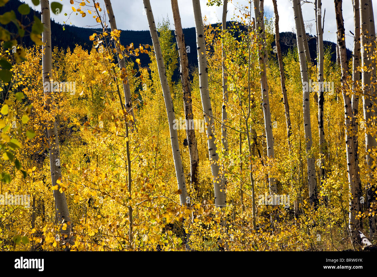 Aspen trees in autumn, Greens Creek Trail, San Isabel National Forest ...