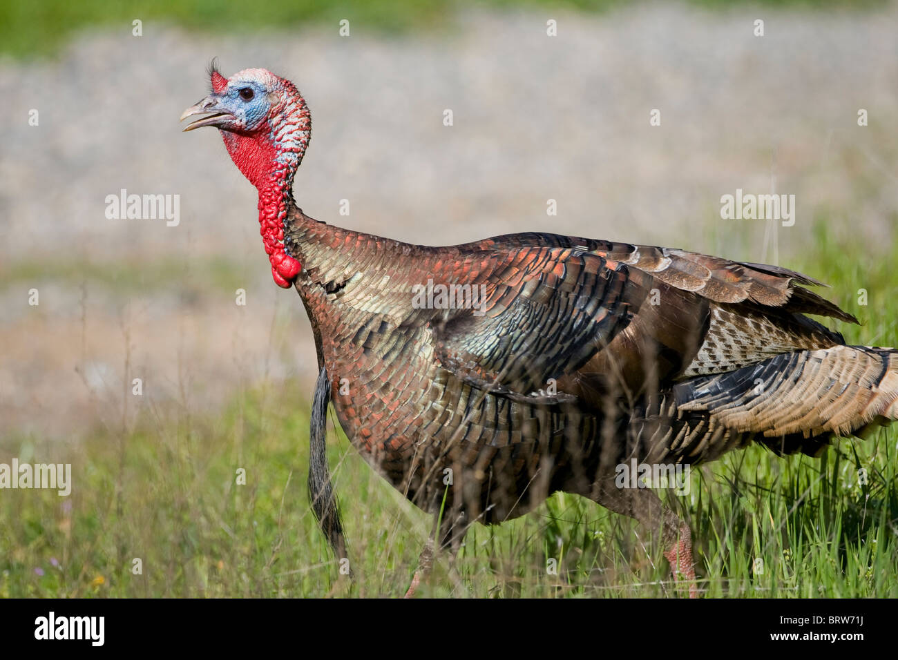 Male Wild Turkey (Meleagris gallopavo), Sierra Foothills, California ...