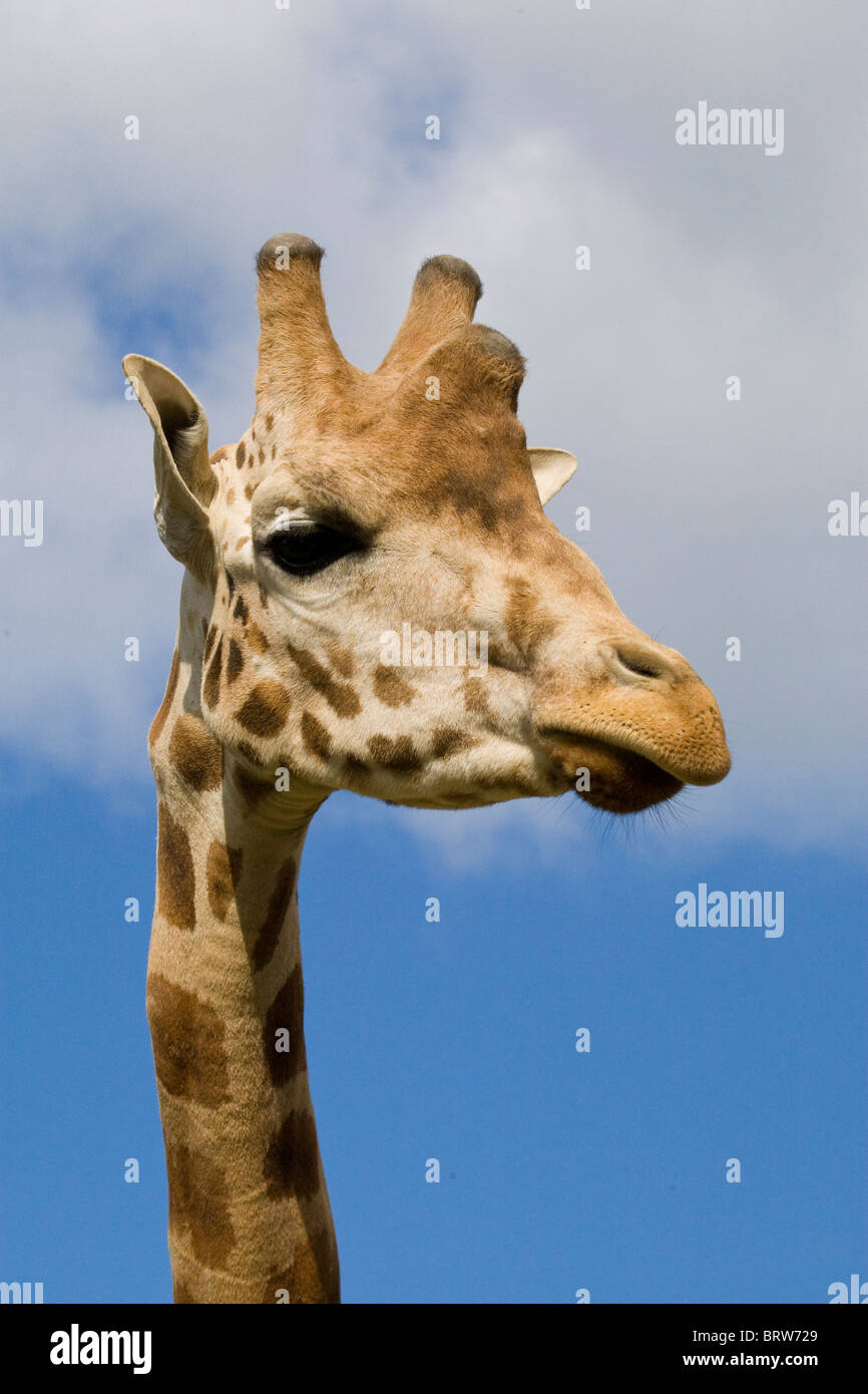 Giraffe Mammal Wildlife Herbivorous "Safari Animals" "Animal Head ...