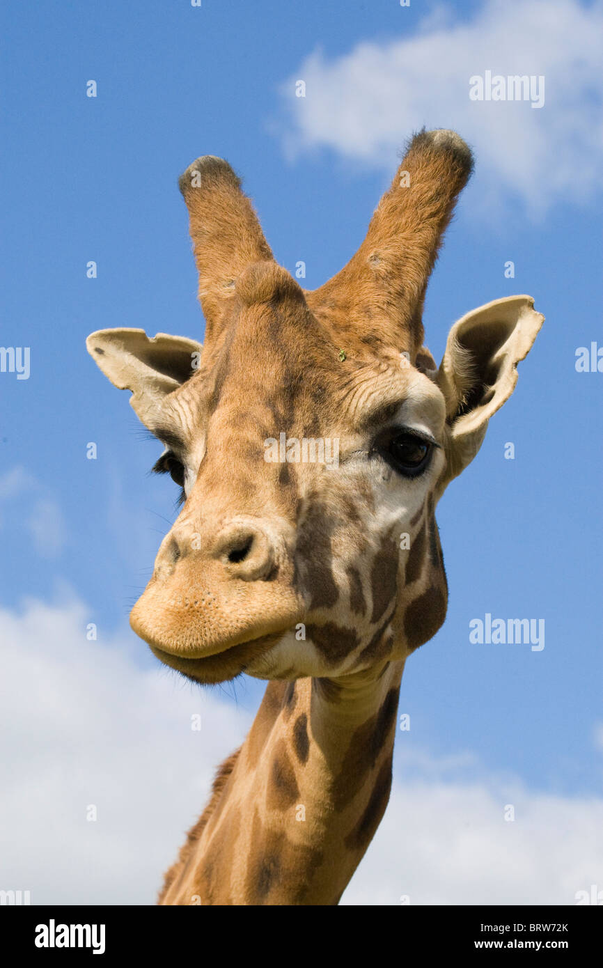 Giraffe Mammal Wildlife Herbivorous "Safari Animals" "Animal Head ...