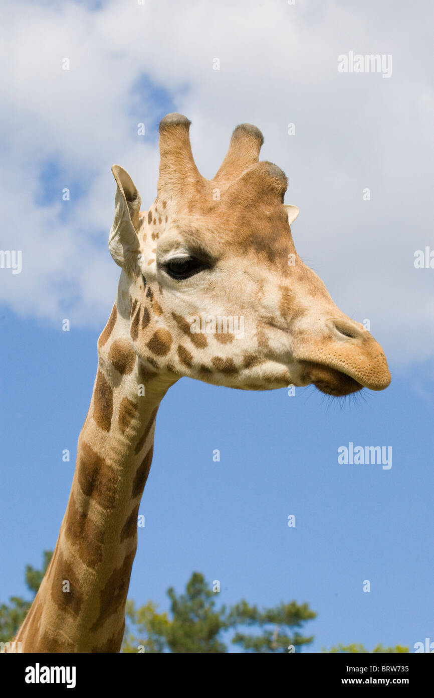 Giraffe Mammal Wildlife Herbivorous "Safari Animals" "Animal Head ...