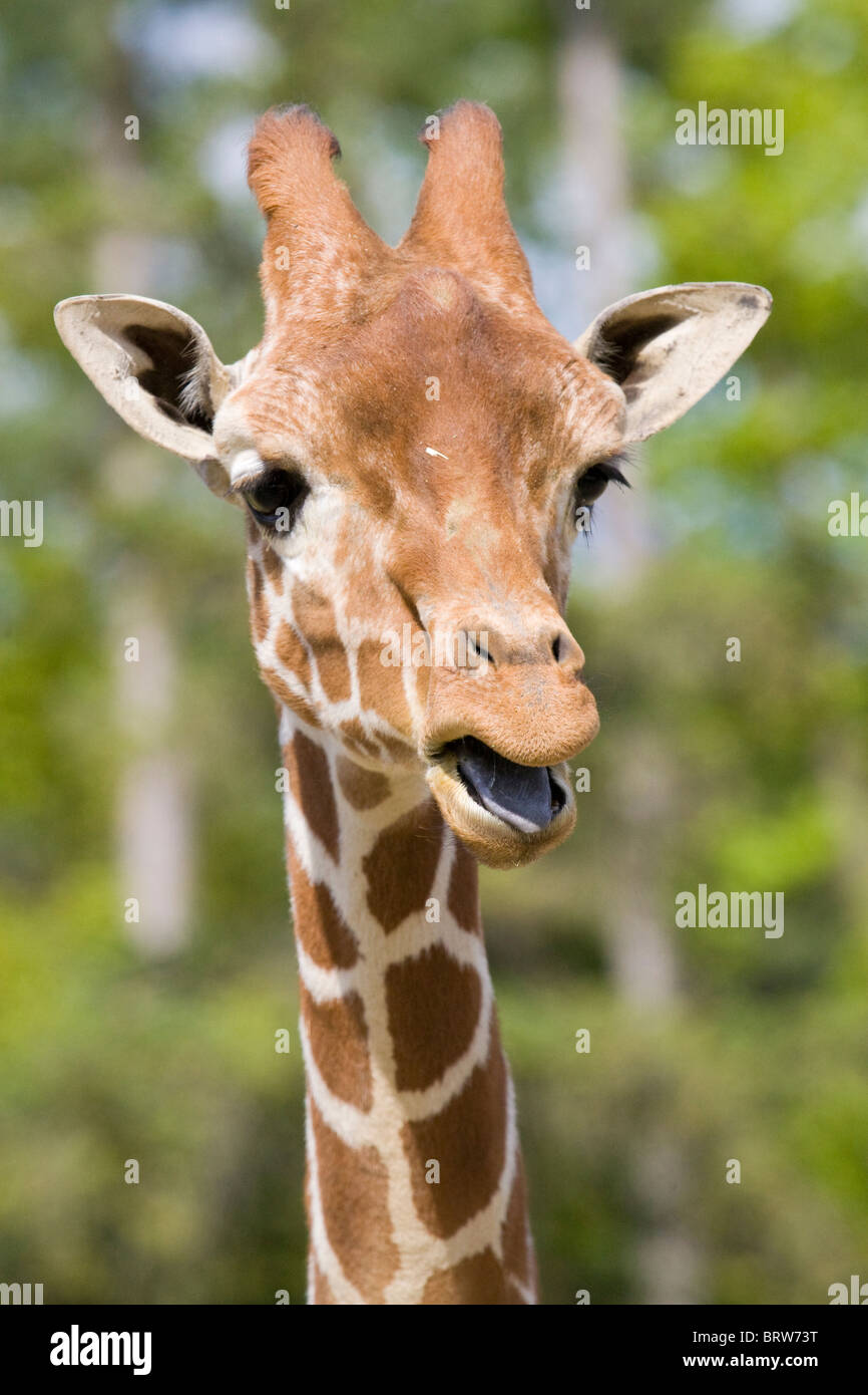 Giraffe Mammal Wildlife Herbivorous "Safari Animals" "Animal Head ...