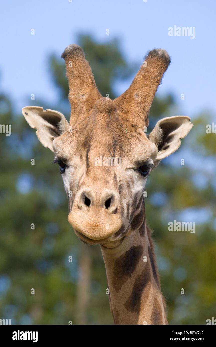 Giraffe Mammal Wildlife Herbivorous "Safari Animals" "Animal Head ...