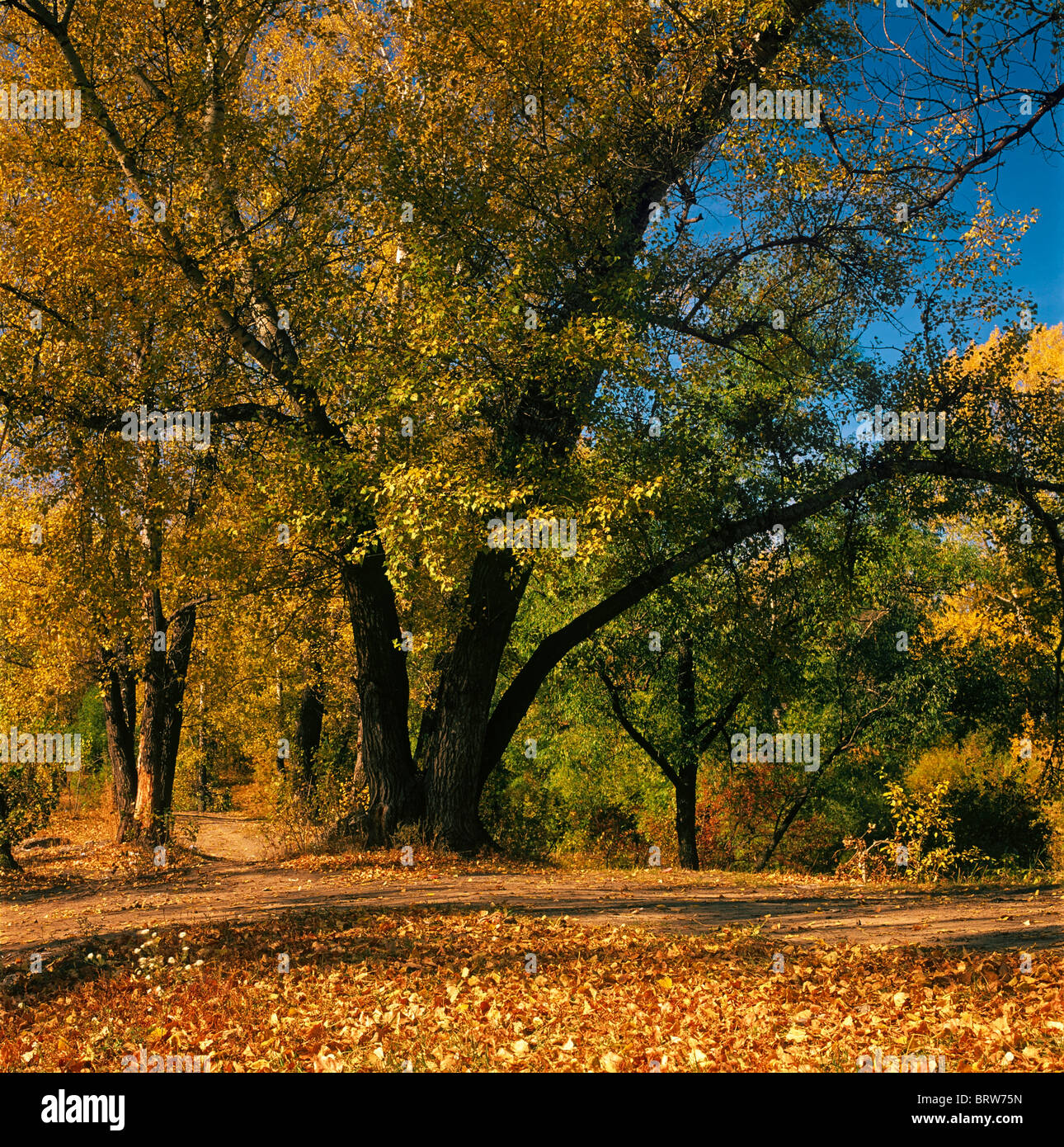 A poplar tree, autumn colors. Altai, Siberia, Russian Federation Stock ...