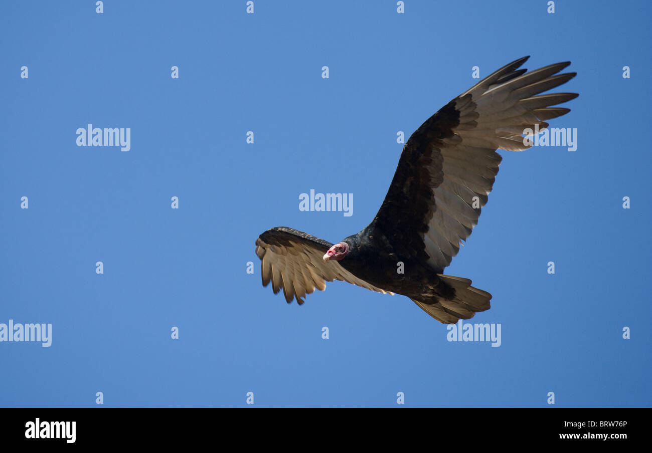 Turkey Vulture in Flight Stock Photo - Alamy