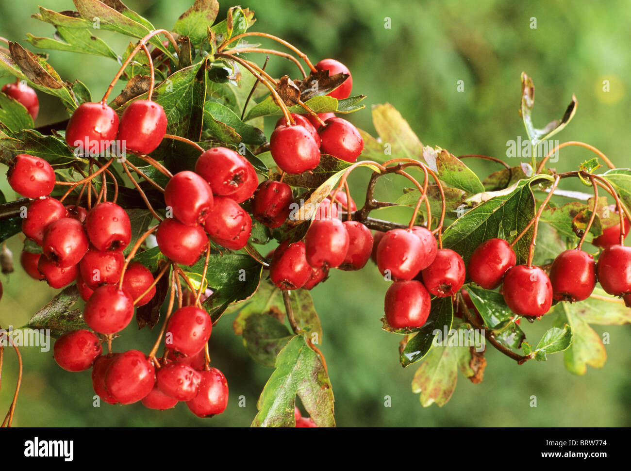 Crataegus monogyna, berries, common hawthorn red berry fruit fruits ...