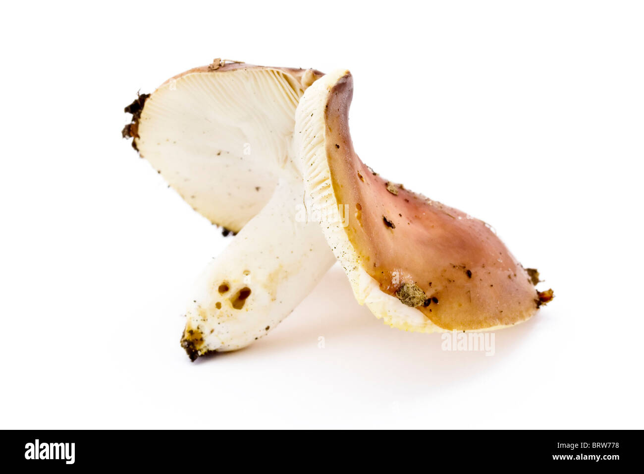 single brown toadstool on a white background Stock Photo - Alamy