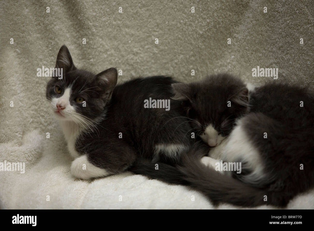 Brother kittens cuddle up to sleep in Mexico City, November 4, 2009 ...