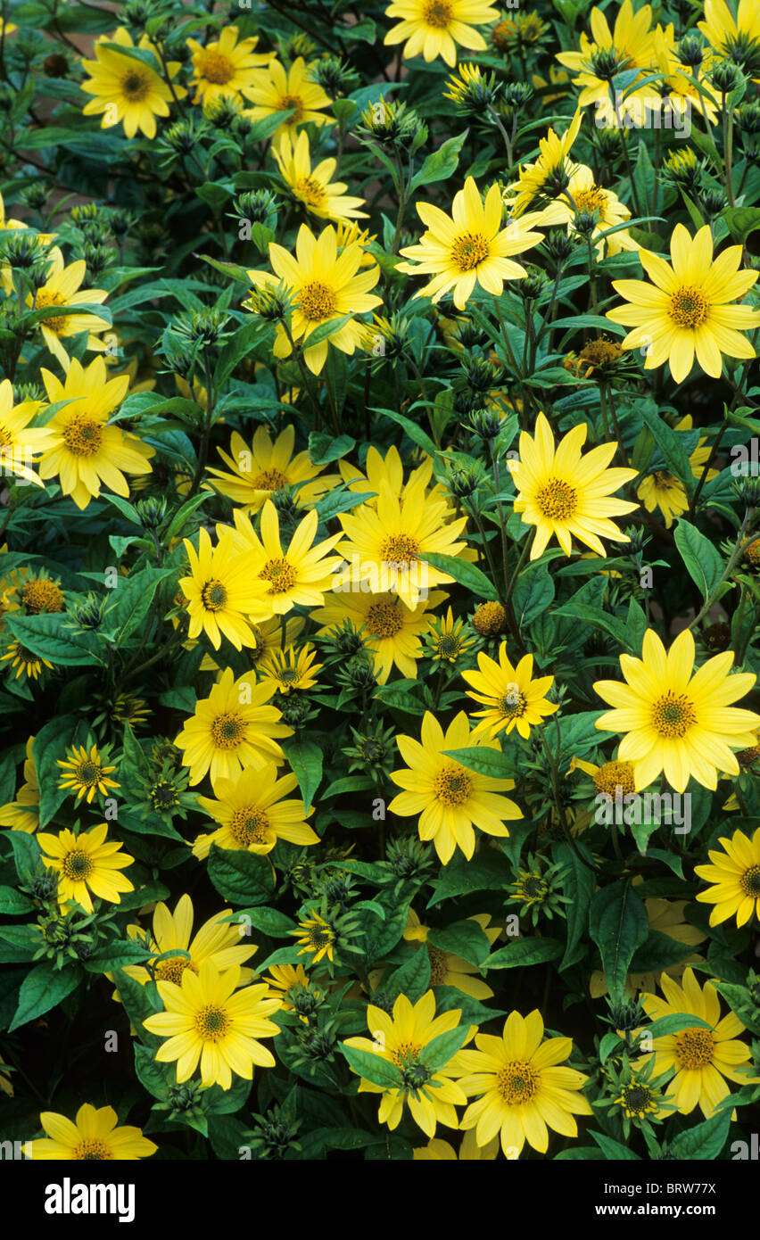 Helianthus lemon queen hi-res stock photography and images - Alamy