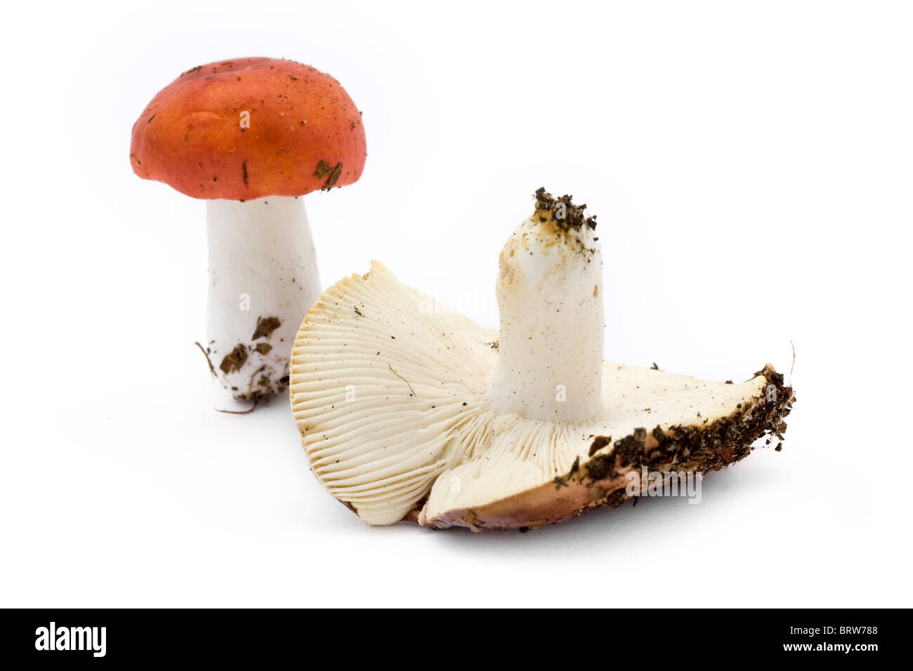 Two toadstools Cut Out Stock Images & Pictures - Alamy