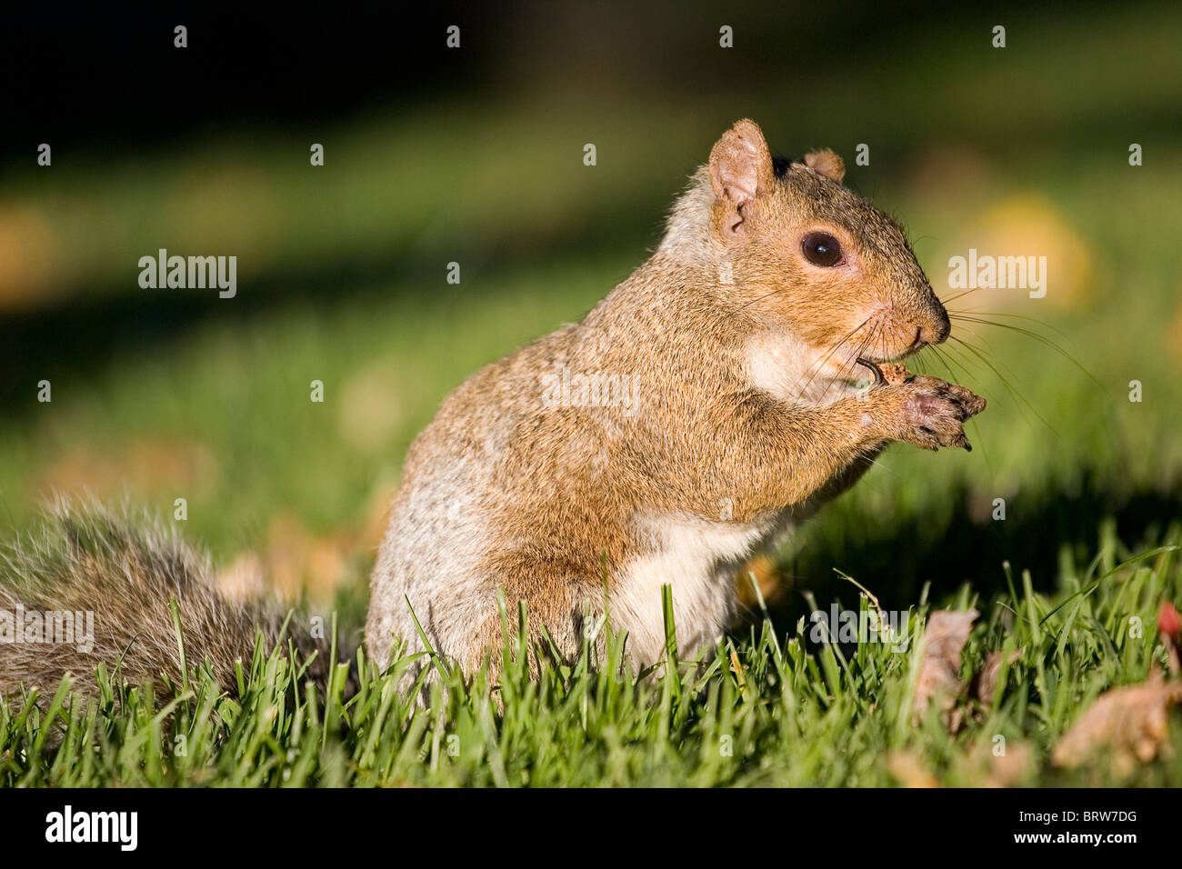 Squirrel eating grass hi-res stock photography and images - Alamy