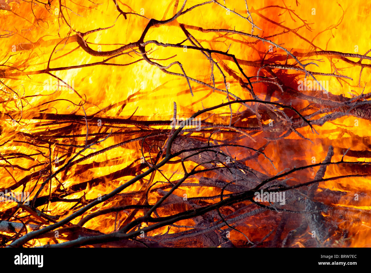 Burning tree wildfire hi-res stock photography and images - Alamy
