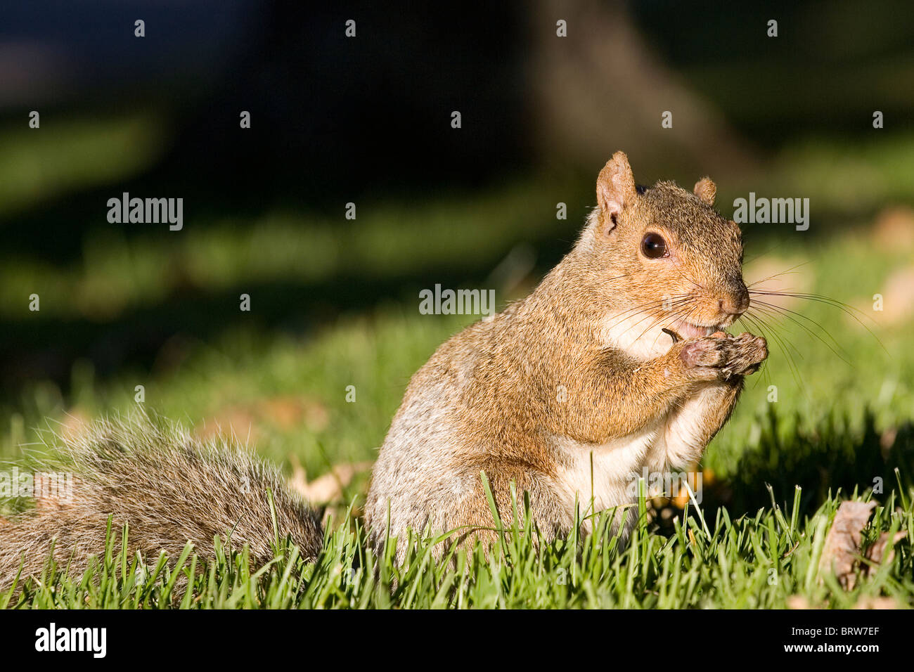 Squirrel eating grass hi-res stock photography and images - Alamy