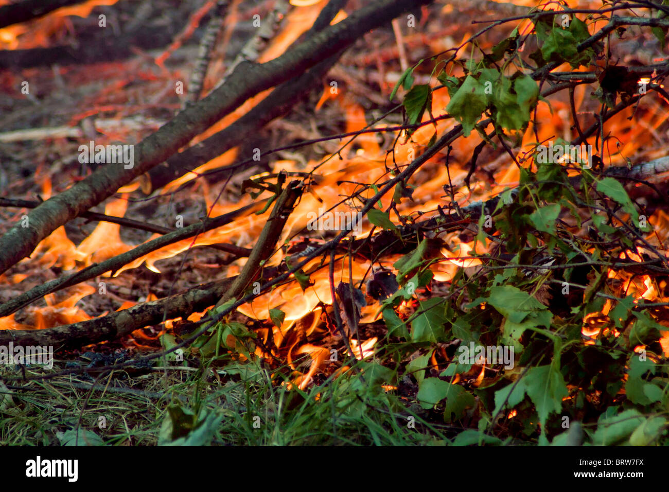 Burning tree wildfire hi-res stock photography and images - Alamy