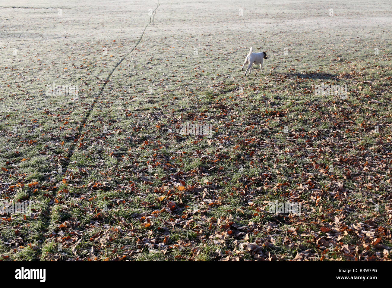Dog running in park Stock Photo - Alamy