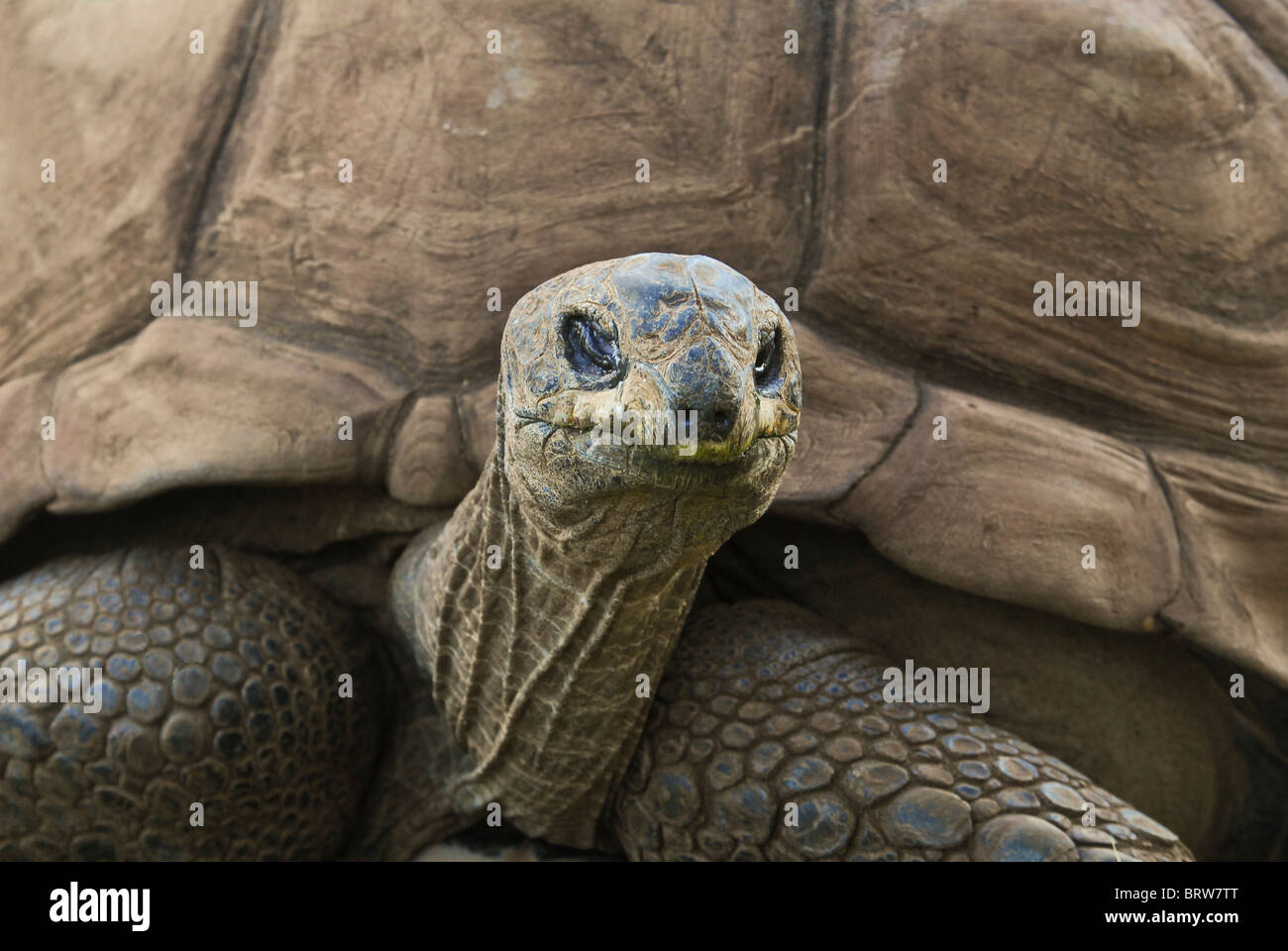 Portrait of a giant turtle Stock Photo - Alamy