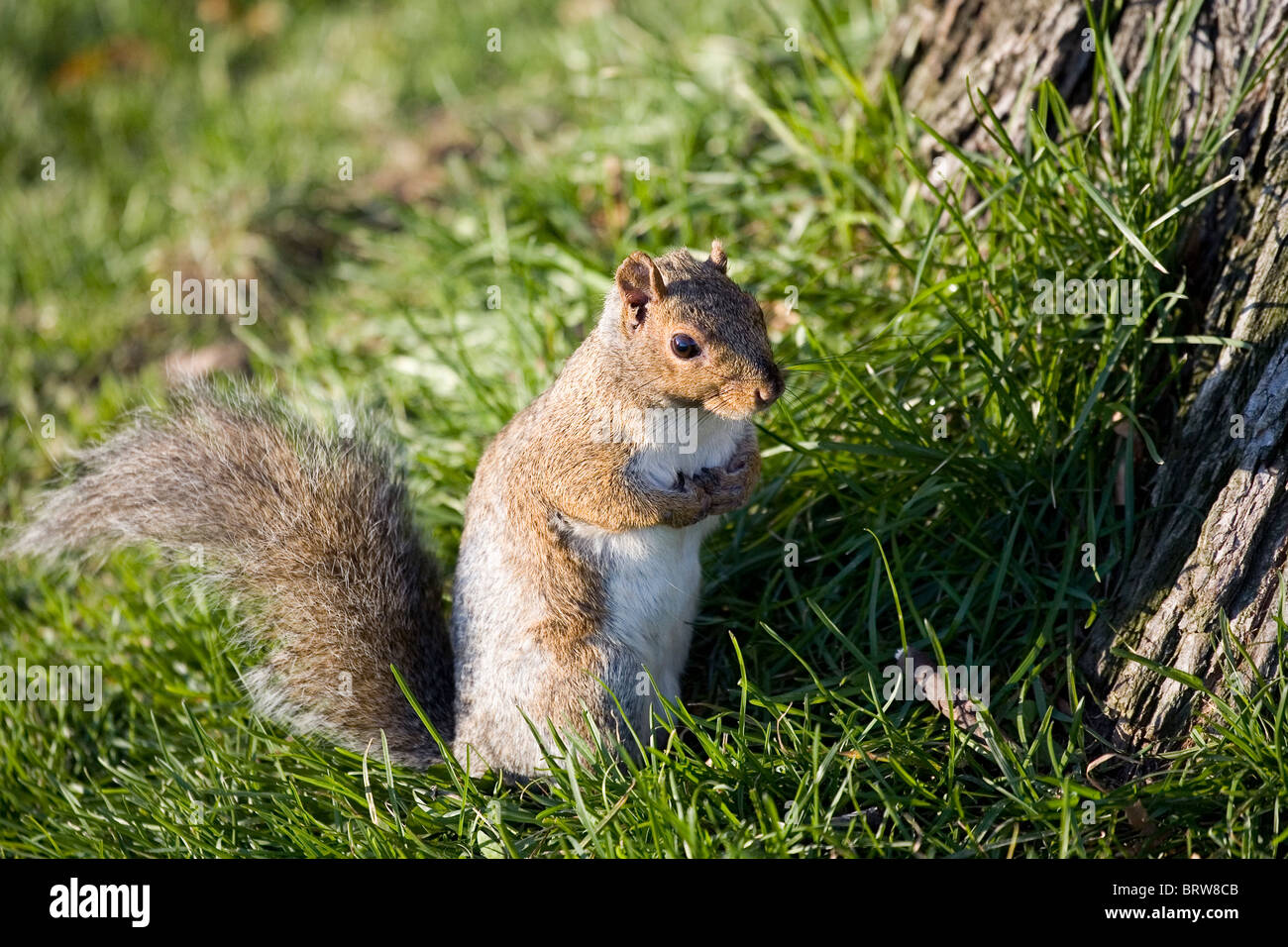 Squirrel eating grass hi-res stock photography and images - Alamy
