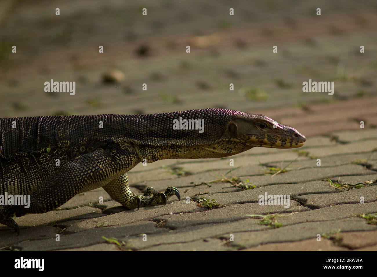 Big lizard close up hi-res stock photography and images - Alamy