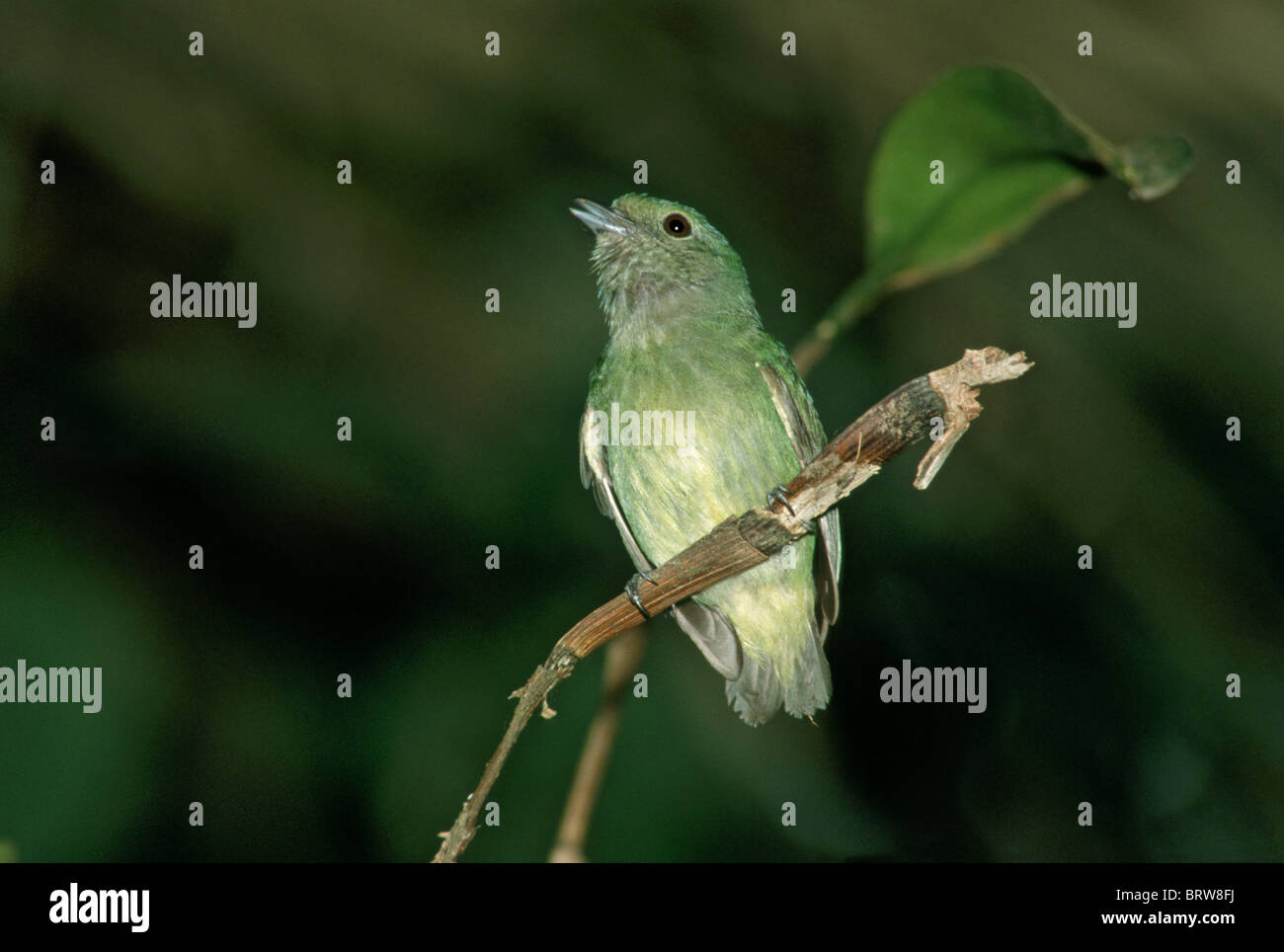 Blue crowned manakin hi-res stock photography and images - Alamy