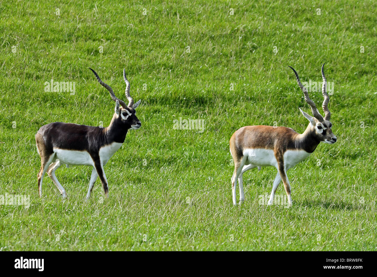 Blackbuck (Antilope cervicapra) - two males Stock Photo - Alamy
