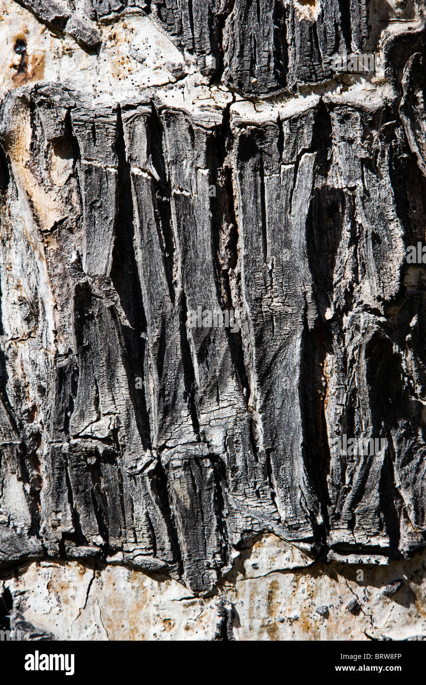 Scar scarred tree trunk hi-res stock photography and images - Alamy
