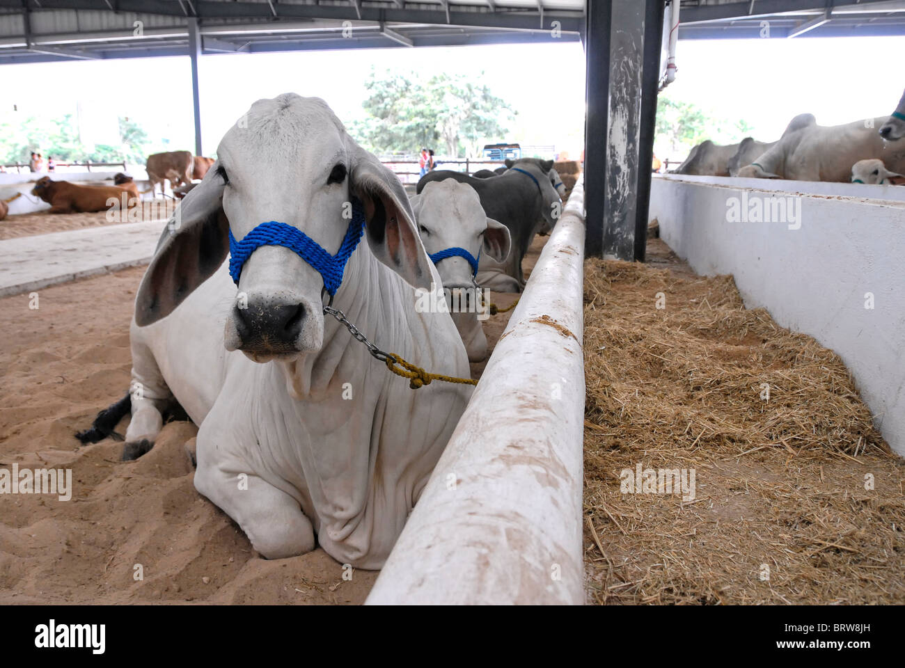 Xmatkuil, Yucatan / Mexico - November 12: Zebu bulls shown during the ...