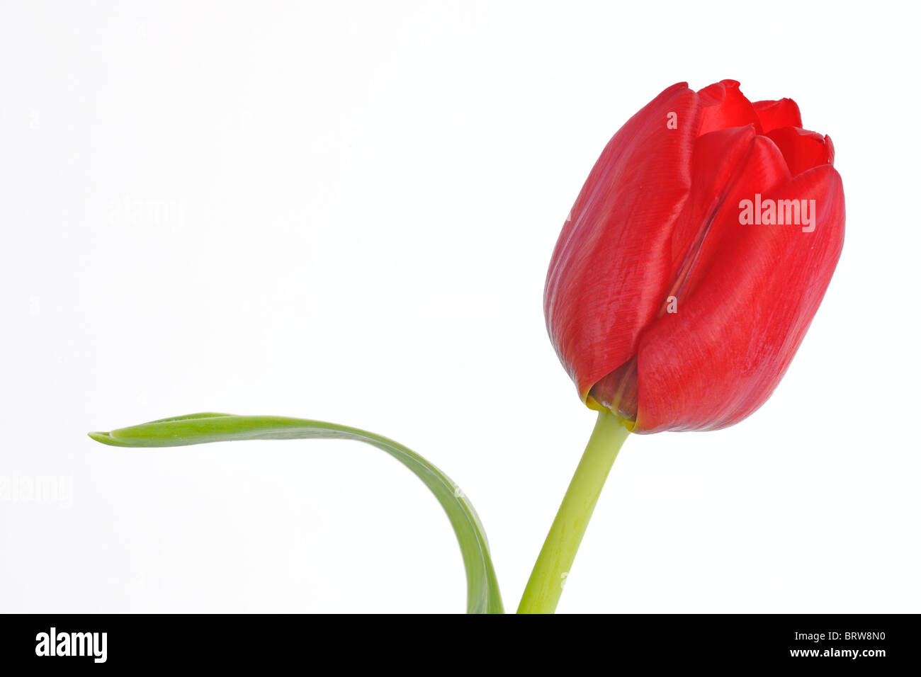 Tulip breeds hi-res stock photography and images - Alamy