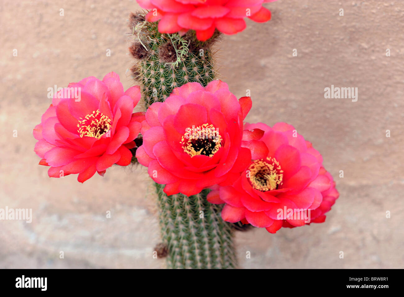 Pink Cactus Plants in Courtyard at Mission San Xavier del Bac Tucson ...